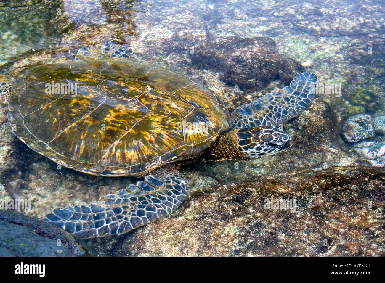 Hawaiian Green Sea Turtle in a tidal pool on the Island of Hawaii Stock ...