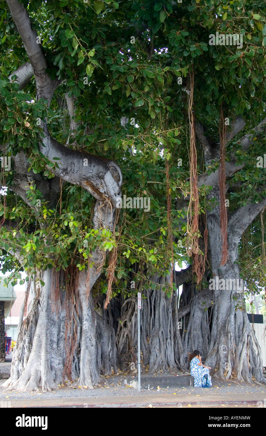 Banyan tree at Kailua Kona on the Big Island of Hawaii Stock Photo - Alamy