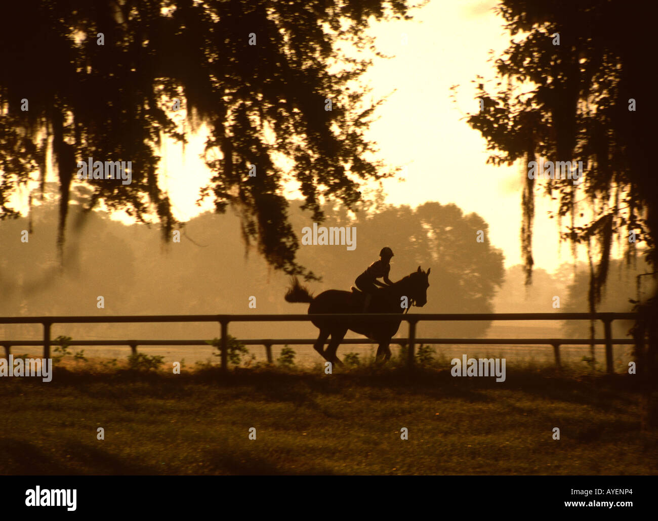 Ocala florida horse farm hi-res stock photography and images - Alamy