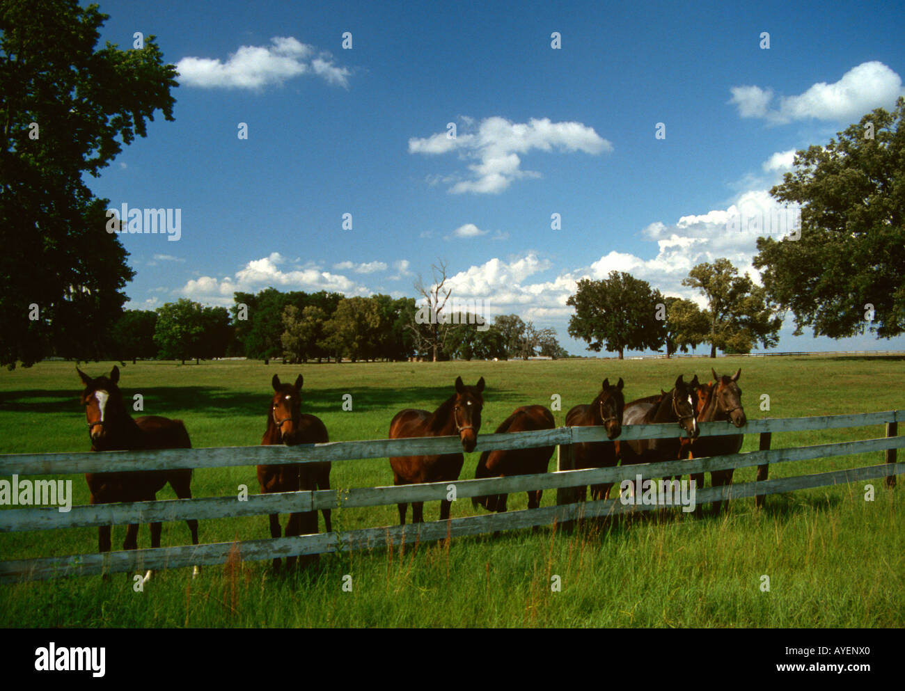 Ocala Florida horse farm Stock Photo - Alamy