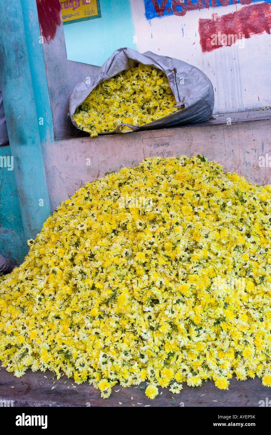 Yellow flowes hi-res stock photography and images - Alamy