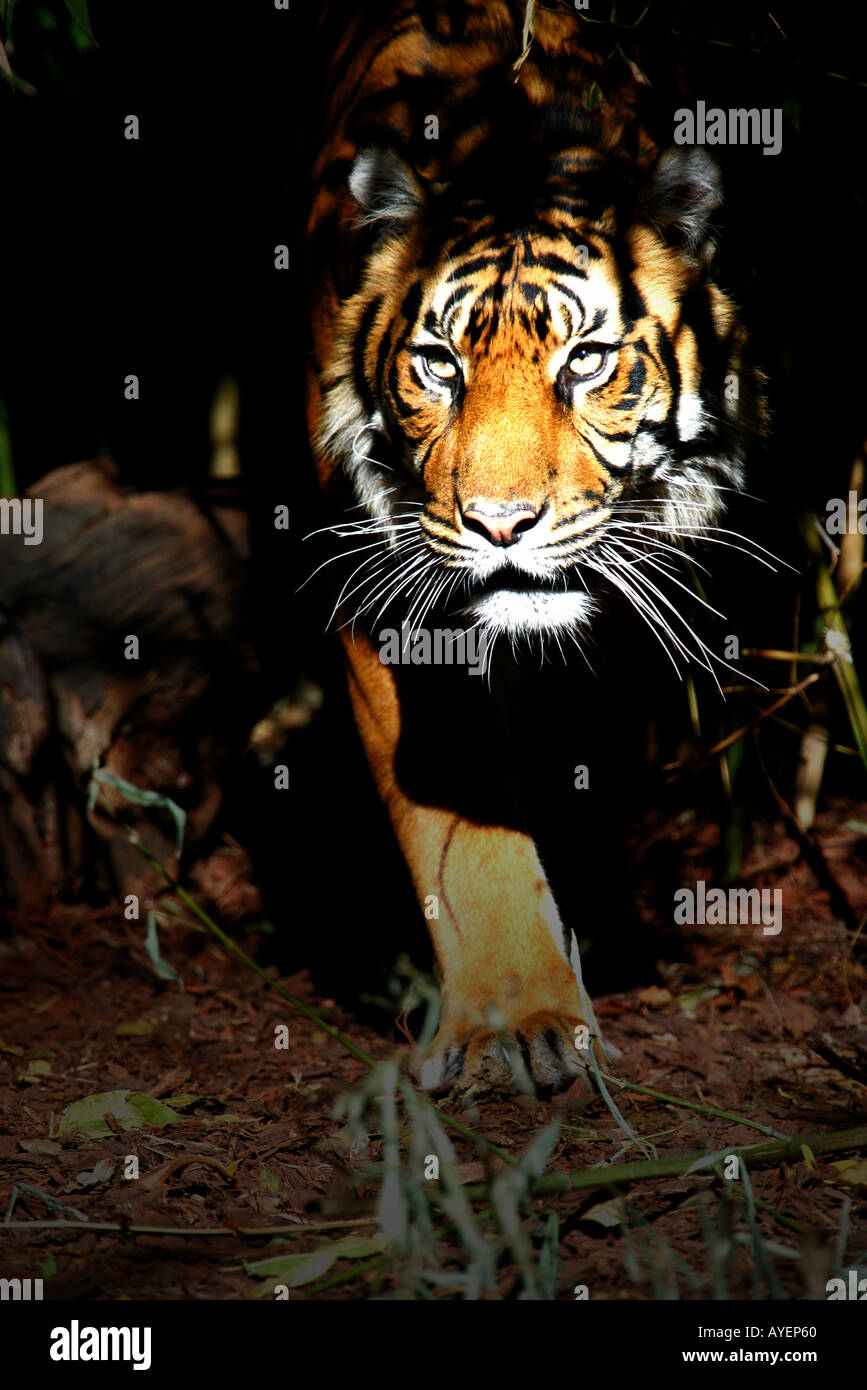 Tiger approach approaching hi-res stock photography and images - Alamy