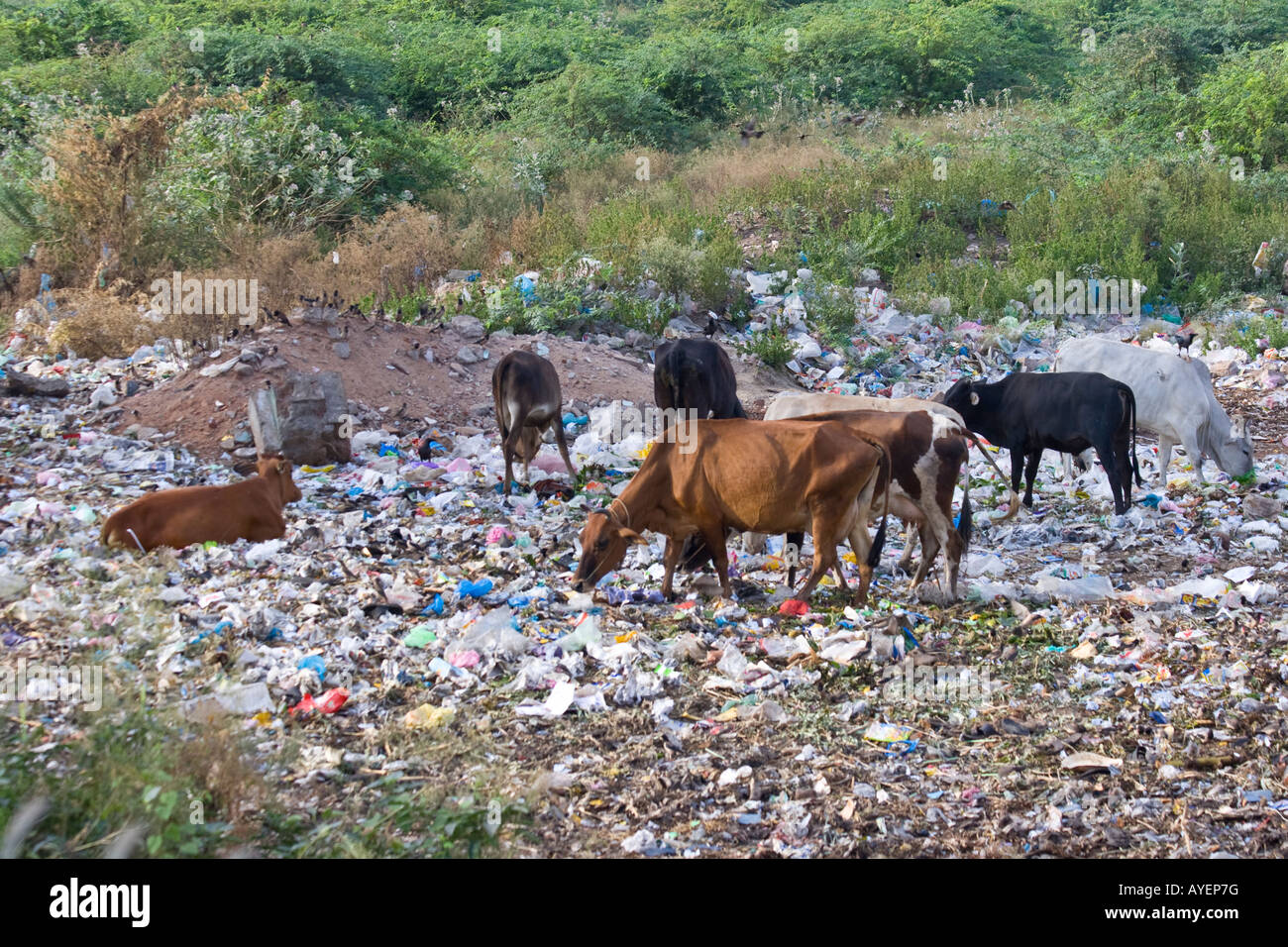 Cow Eating Garbage just Outside Madurai South India Stock Photo - Alamy