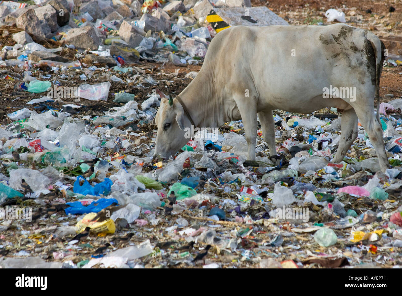 Cow Eating Garbage just Outside Madurai South India Stock Photo - Alamy