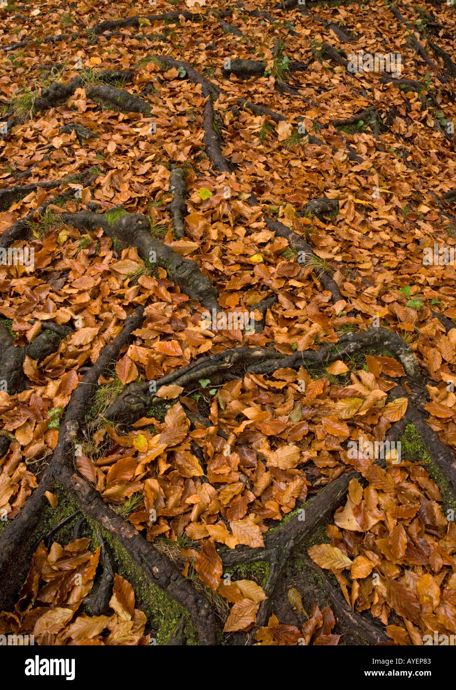 Shallow roots hi-res stock photography and images - Alamy