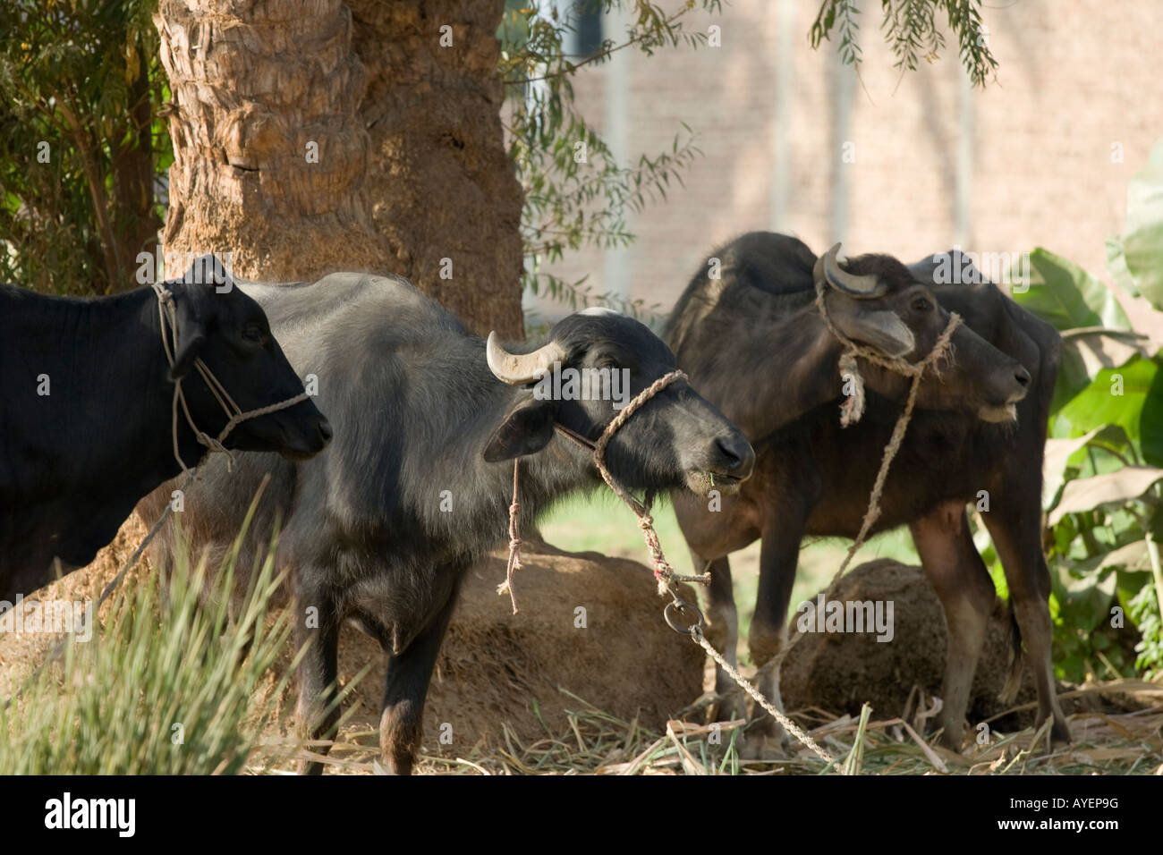 Egypt cattle hi-res stock photography and images - Alamy