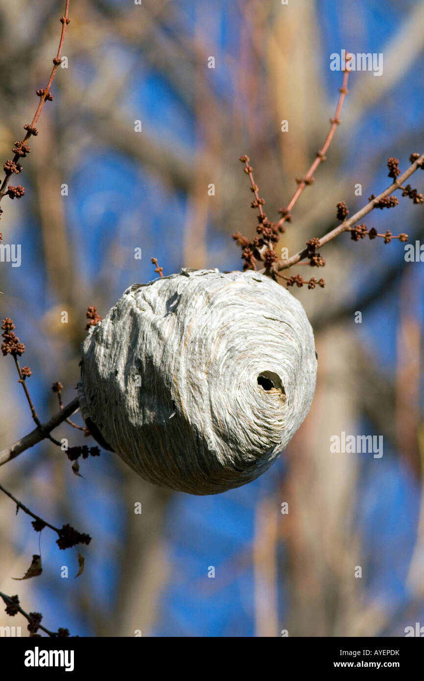 Wasp nest hanging from a tree branch in Boise Idaho Stock Photo - Alamy
