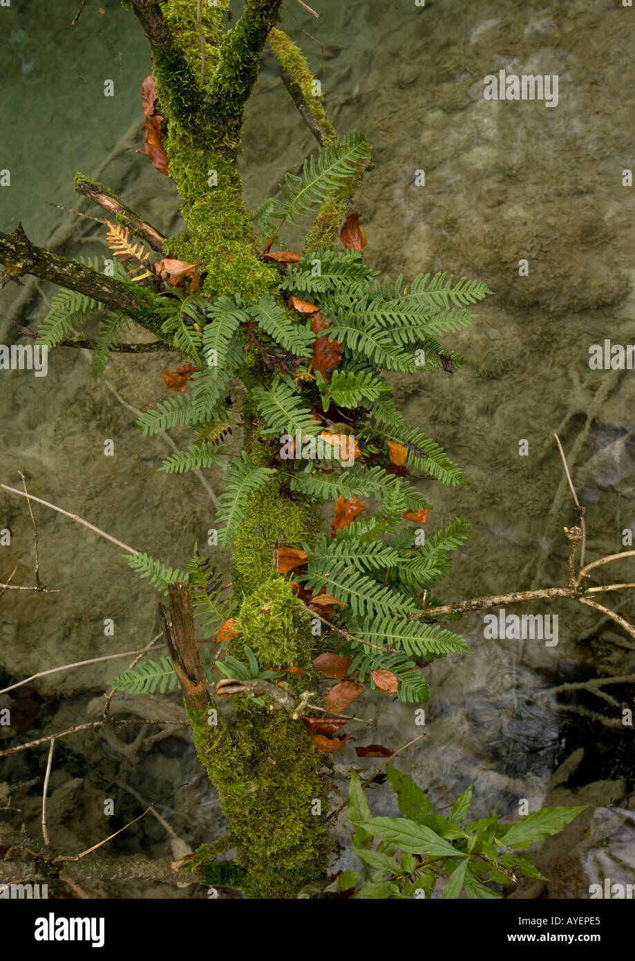 Common polypody Polypodium vulgare on branch overhanging stream Stock ...
