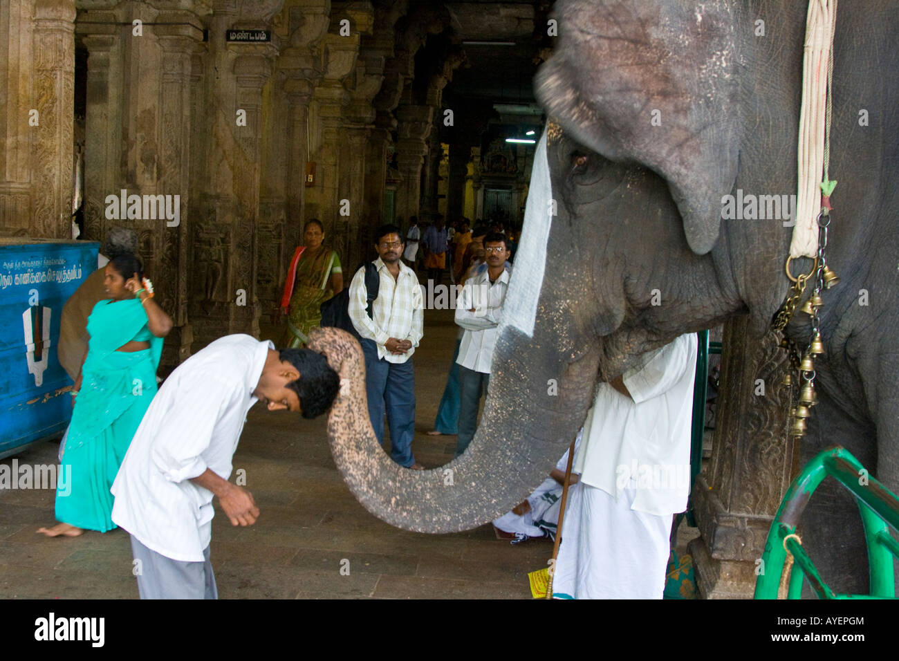 Tamil nadu temple elephant hi-res stock photography and images - Alamy