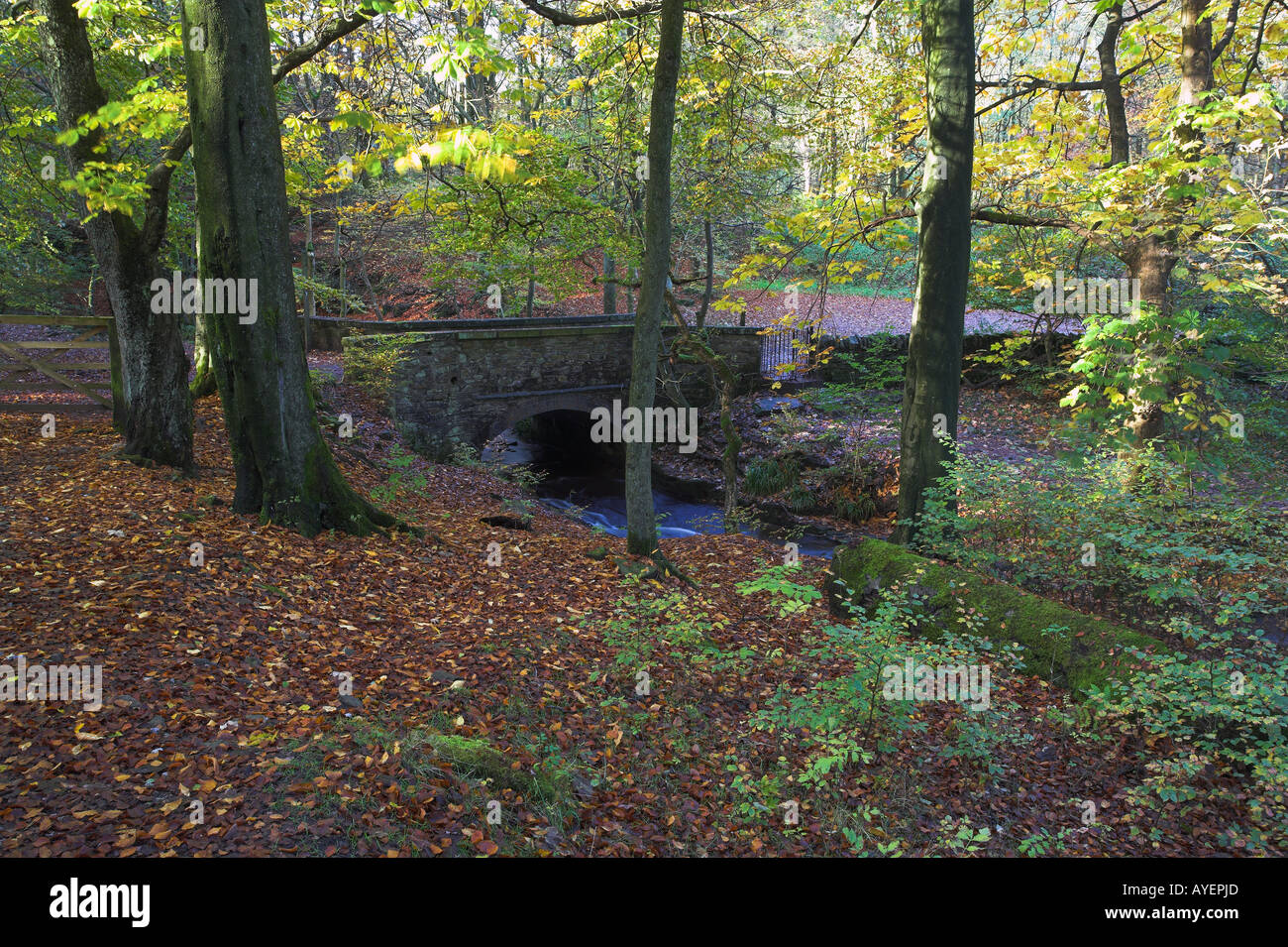 River Roddlesworth Halliwell fold bridge early autumn Lancashire UK ...