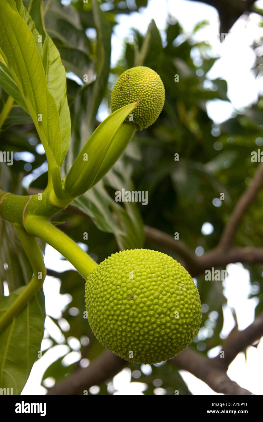 Breadfruit growing on a tree on the Big Island of Hawaii Stock Photo ...