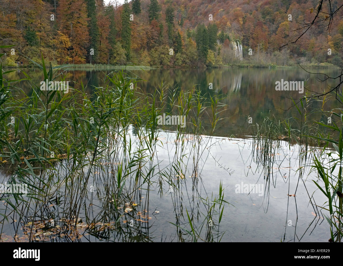Emergent aquatic plants hi-res stock photography and images - Alamy
