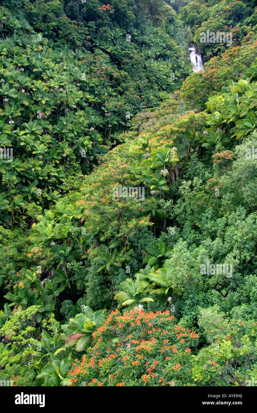 Tropical rainforest near Hilo on the Big Island of Hawaii Stock Photo ...