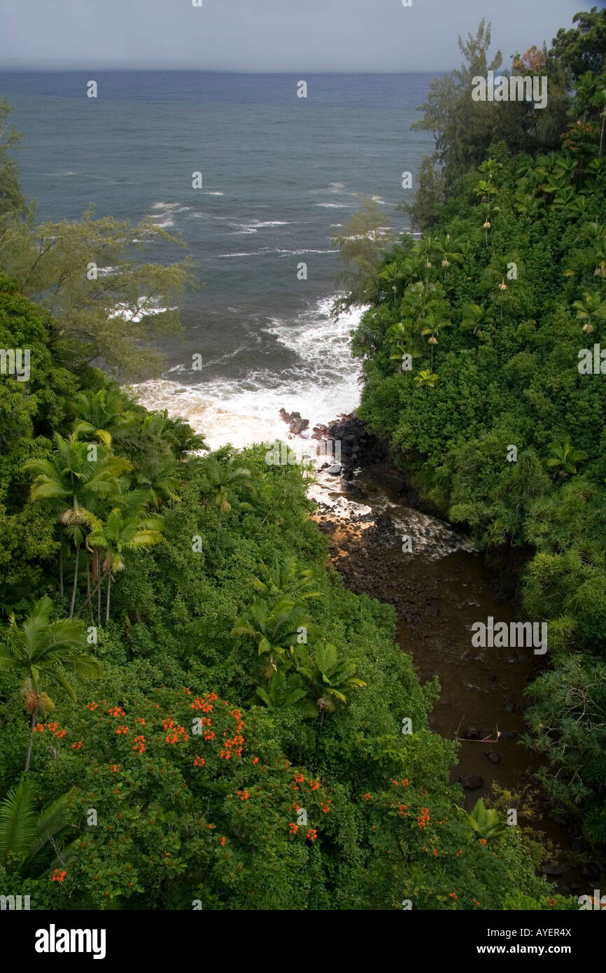 A fresh water stream entering the Pacific Ocean surrounded by tropical ...