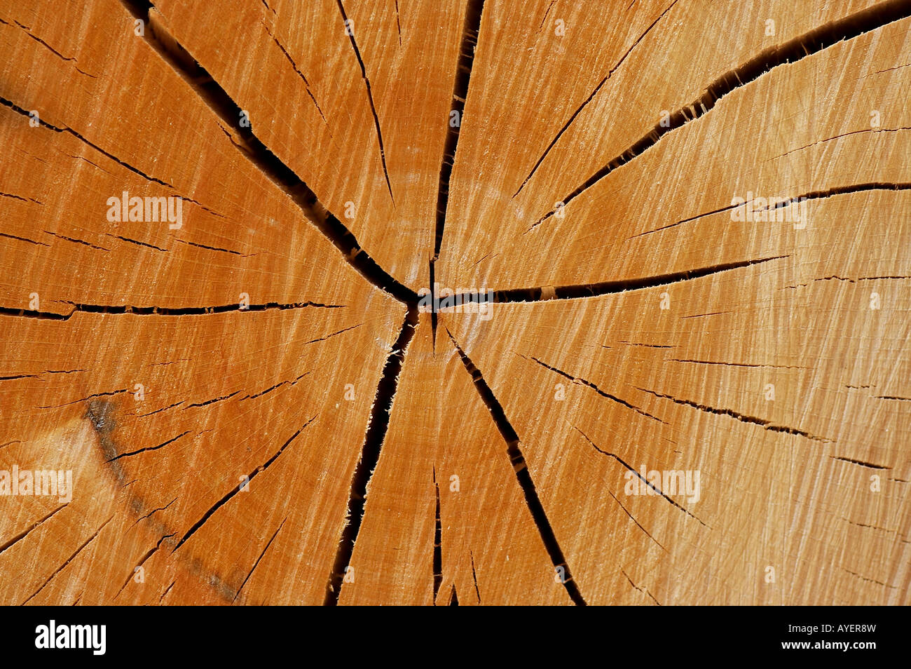 wood - year rings Stock Photo - Alamy