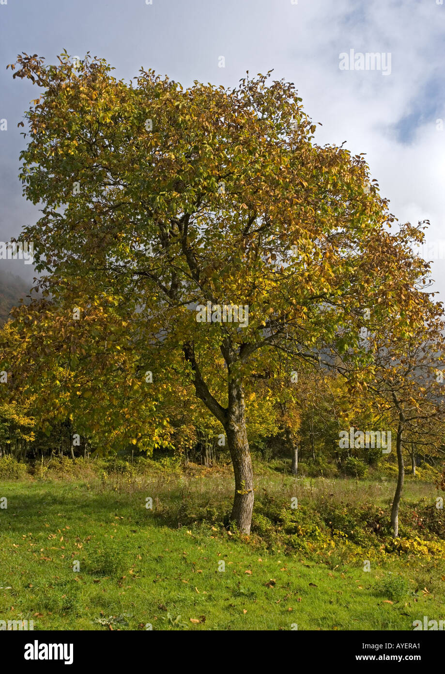 Walnut tree Juglans regia on field boundary Autumn Stock Photo - Alamy