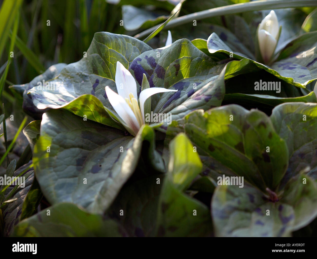 Wild Oregon Trillium Stock Photo - Alamy