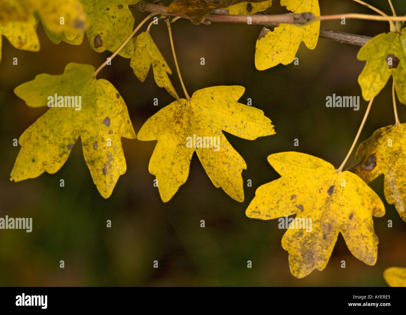 Acer campestre leaf hi-res stock photography and images - Alamy