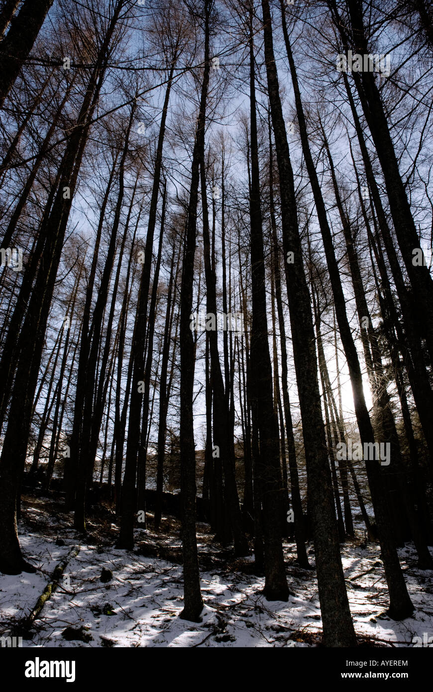Skyward trees hi-res stock photography and images - Alamy
