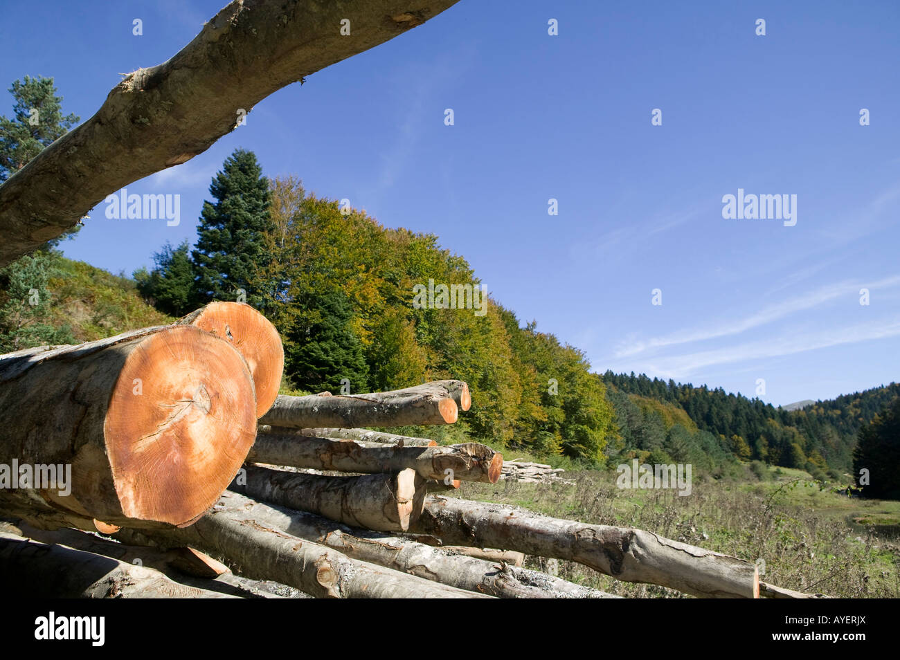 Navarra, bosque, Irati, Spain, Europa, park national, Forest, nature ...