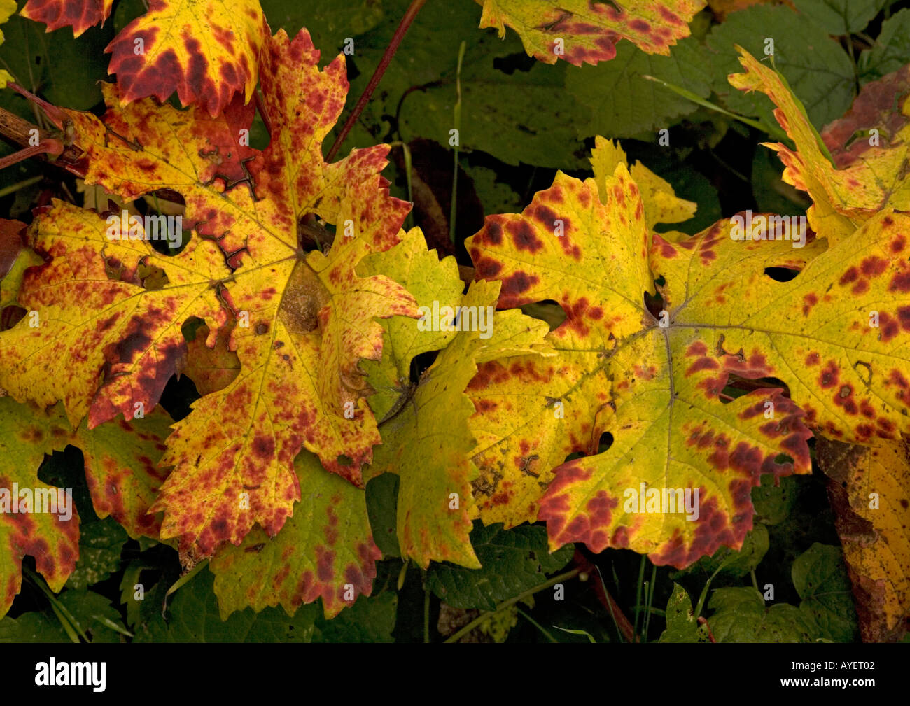 Vine leaf with beautiful autumn colour Stock Photo - Alamy
