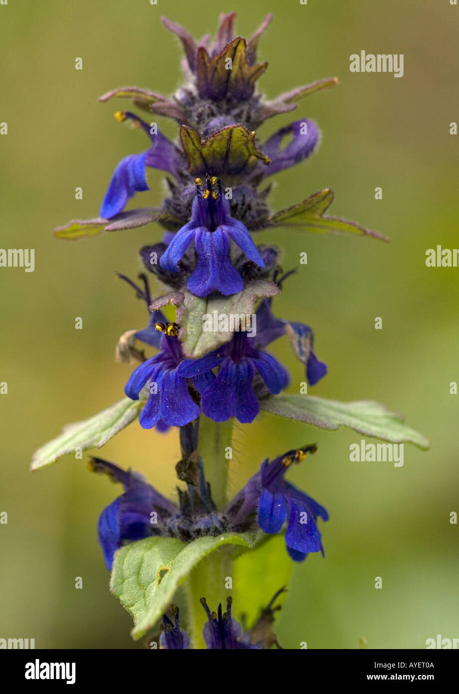 Blue bugle in flower Ajuga genevensis Stock Photo - Alamy