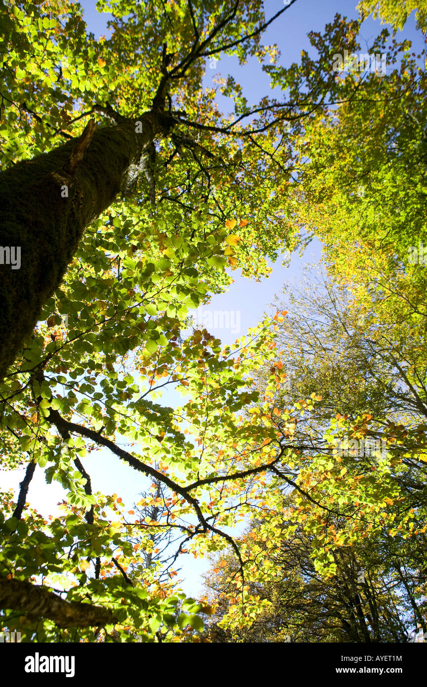 Navarra, bosque, Irati, Spain, Europa, park national, Forest, nature ...