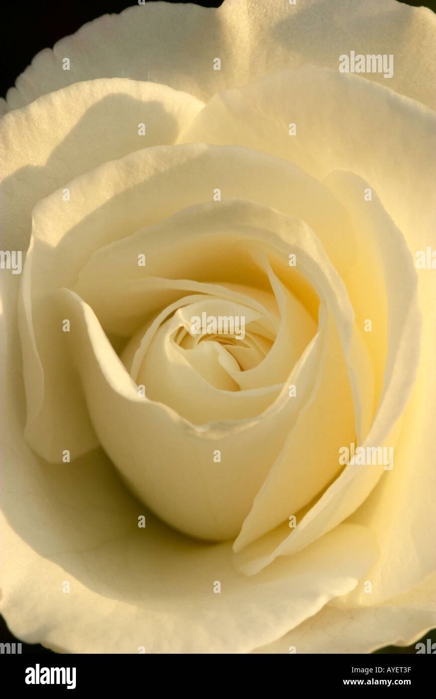 Cream rose hi-res stock photography and images - Alamy