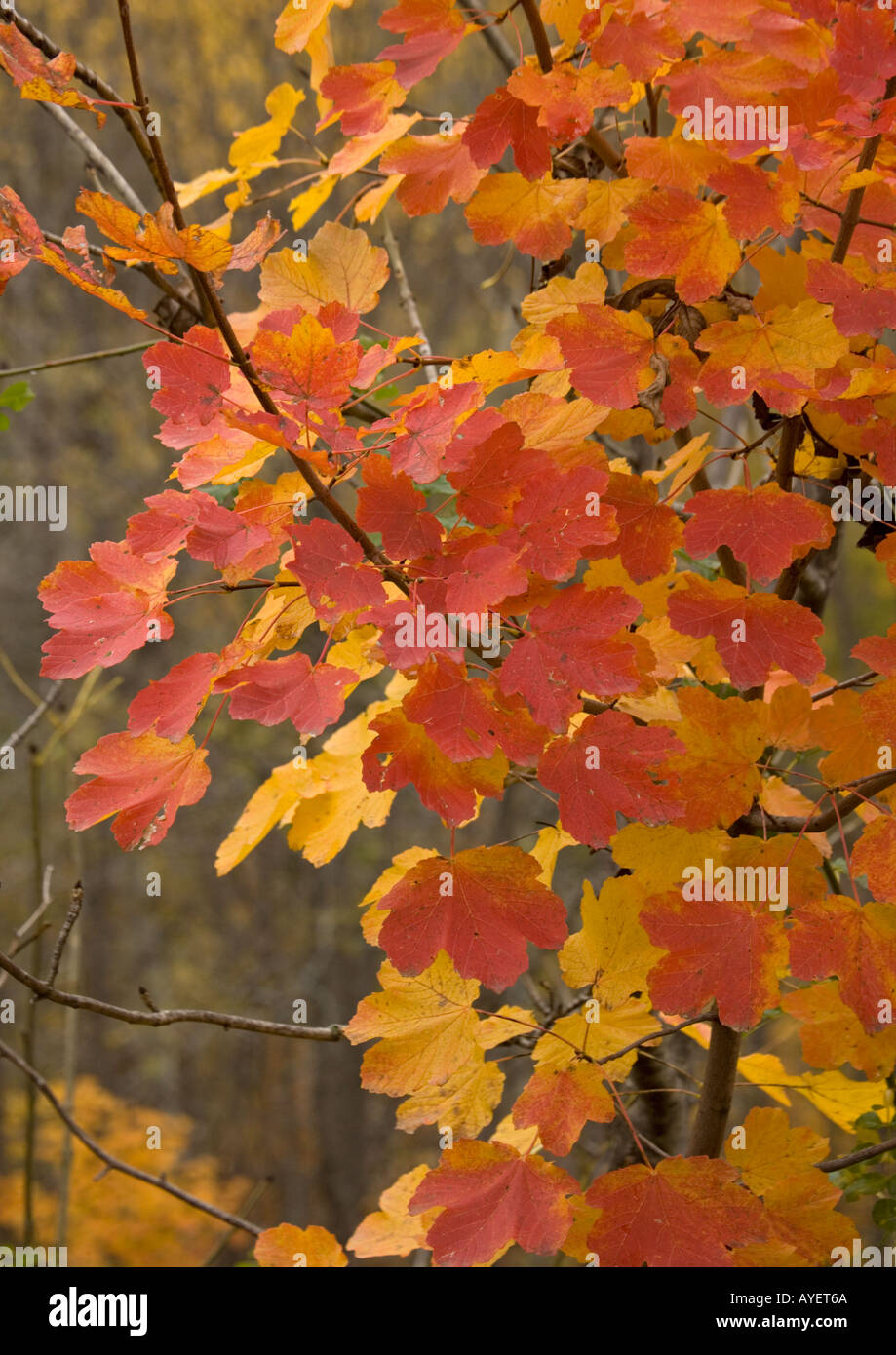 Italian maple acer opalus hi-res stock photography and images - Alamy