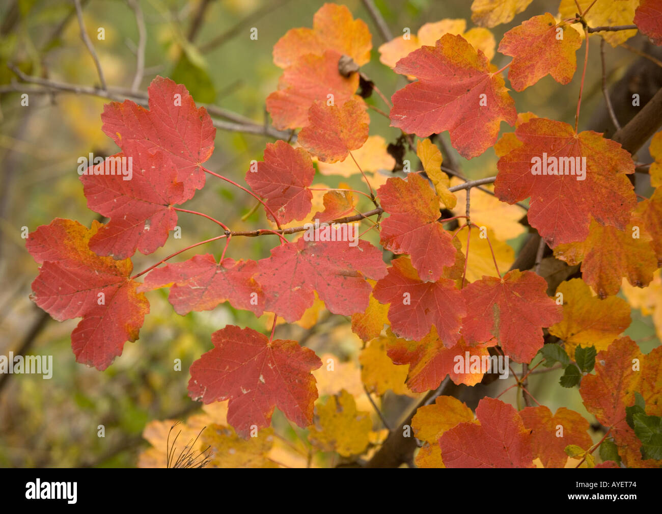 Italian maple acer opalus hi-res stock photography and images - Alamy