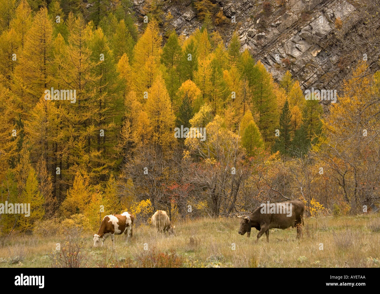 Cattle grazing in the pasture hi-res stock photography and images - Alamy