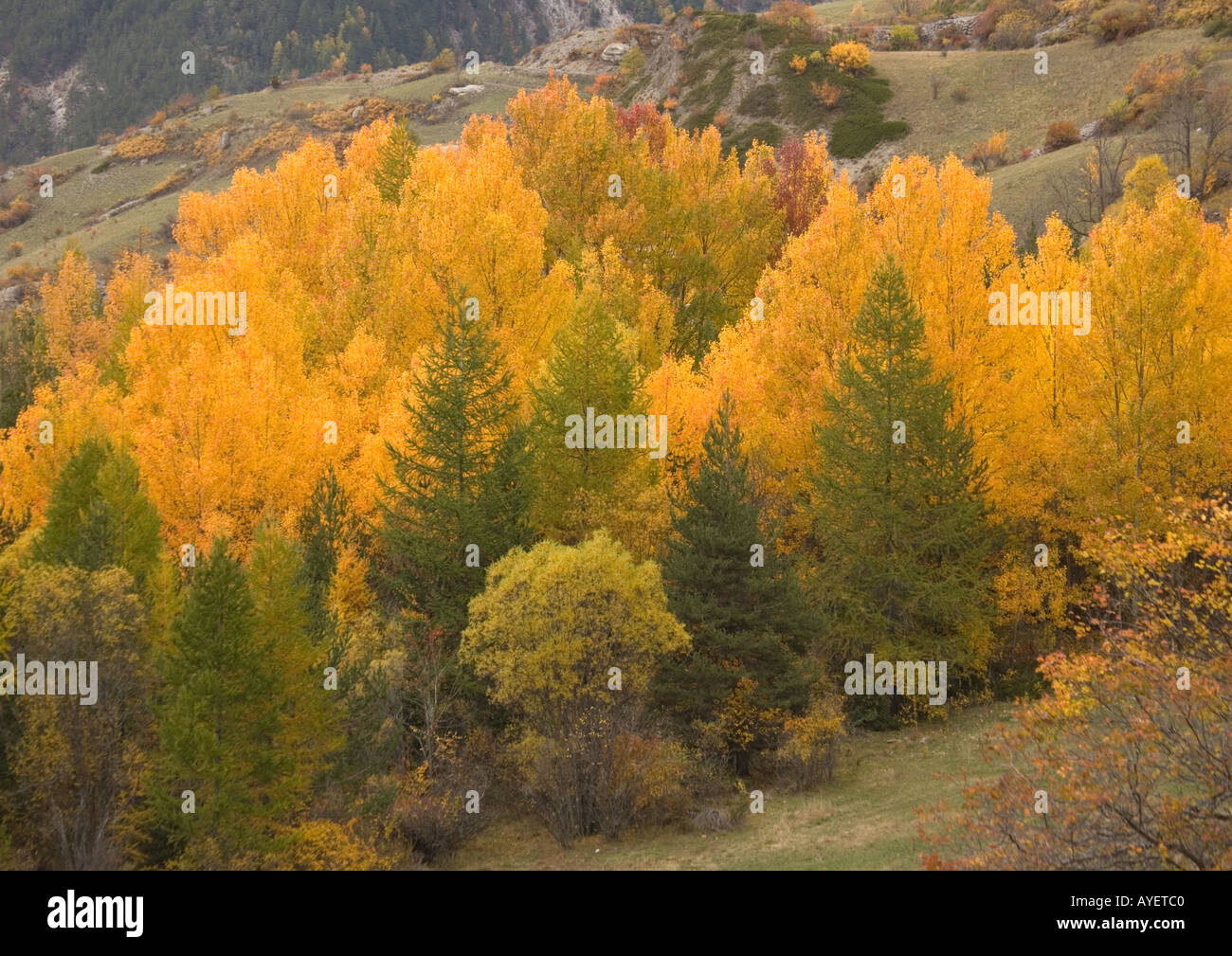 Maritime deciduous forest hi-res stock photography and images - Alamy