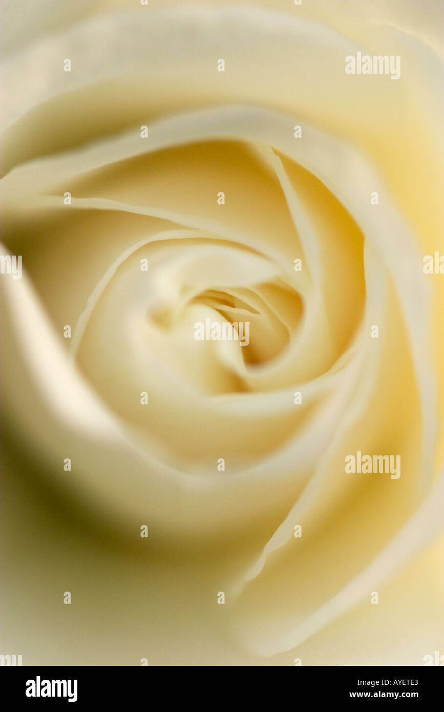 Pale Cream Rose Stock Photo - Alamy