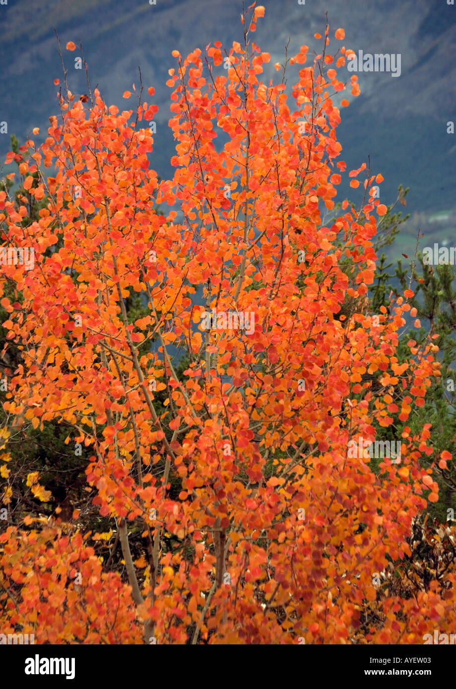 Populus tremula bark hi-res stock photography and images - Alamy