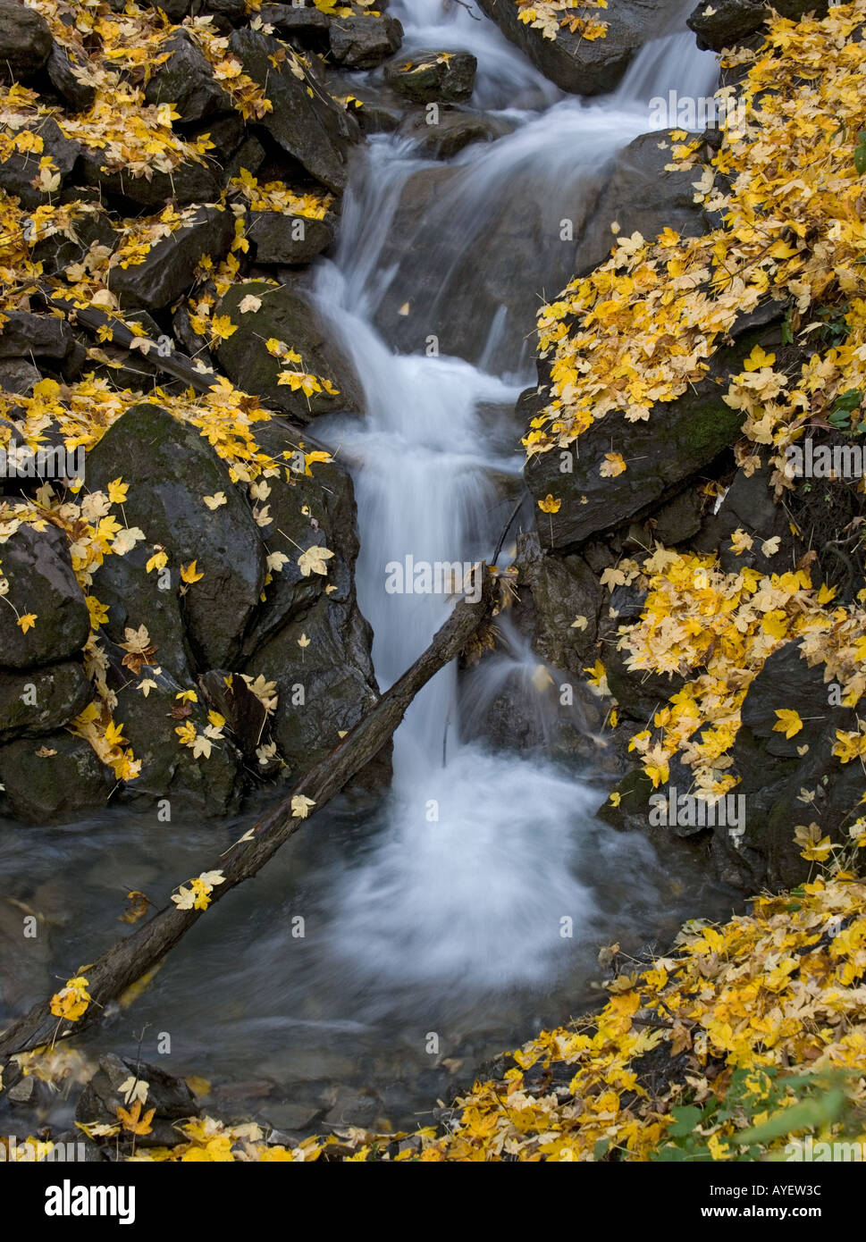 Waterfall in sycamore woodland Autumn Stock Photo - Alamy