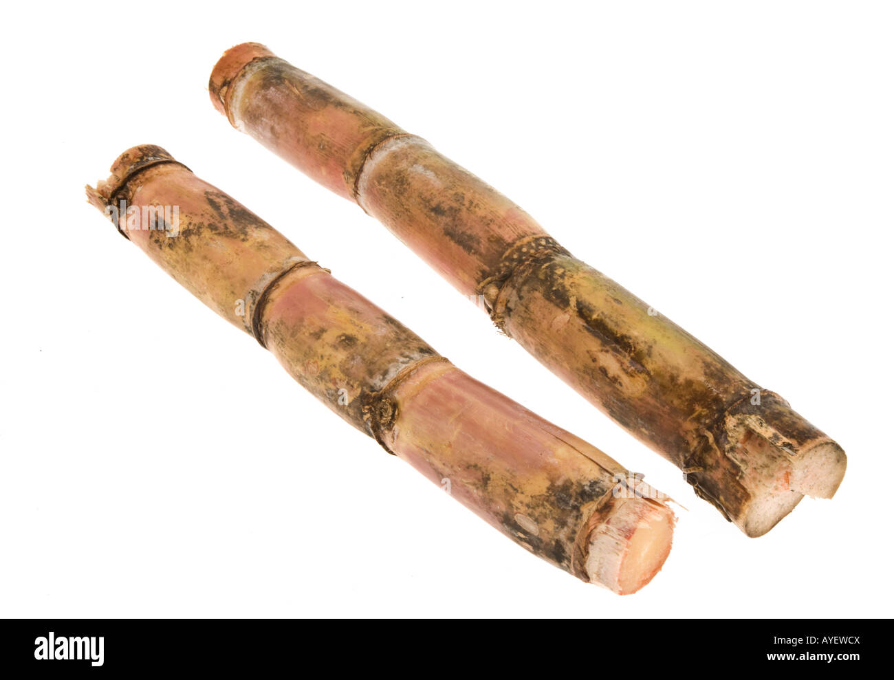 Stick of fresh sugar cane from MADAGASCAR Stock Photo - Alamy