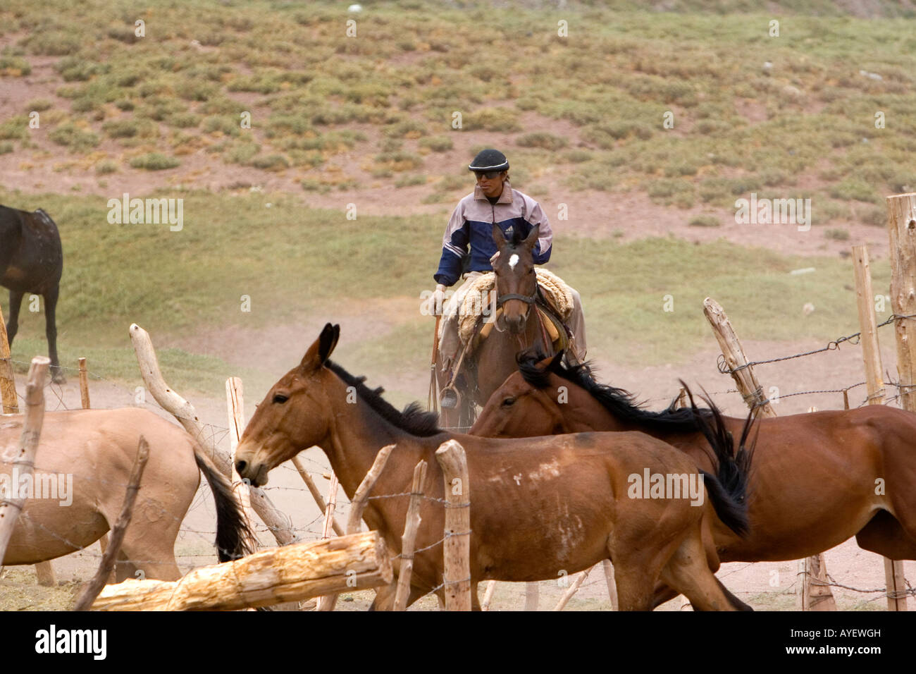 Horse packing hi-res stock photography and images - Alamy