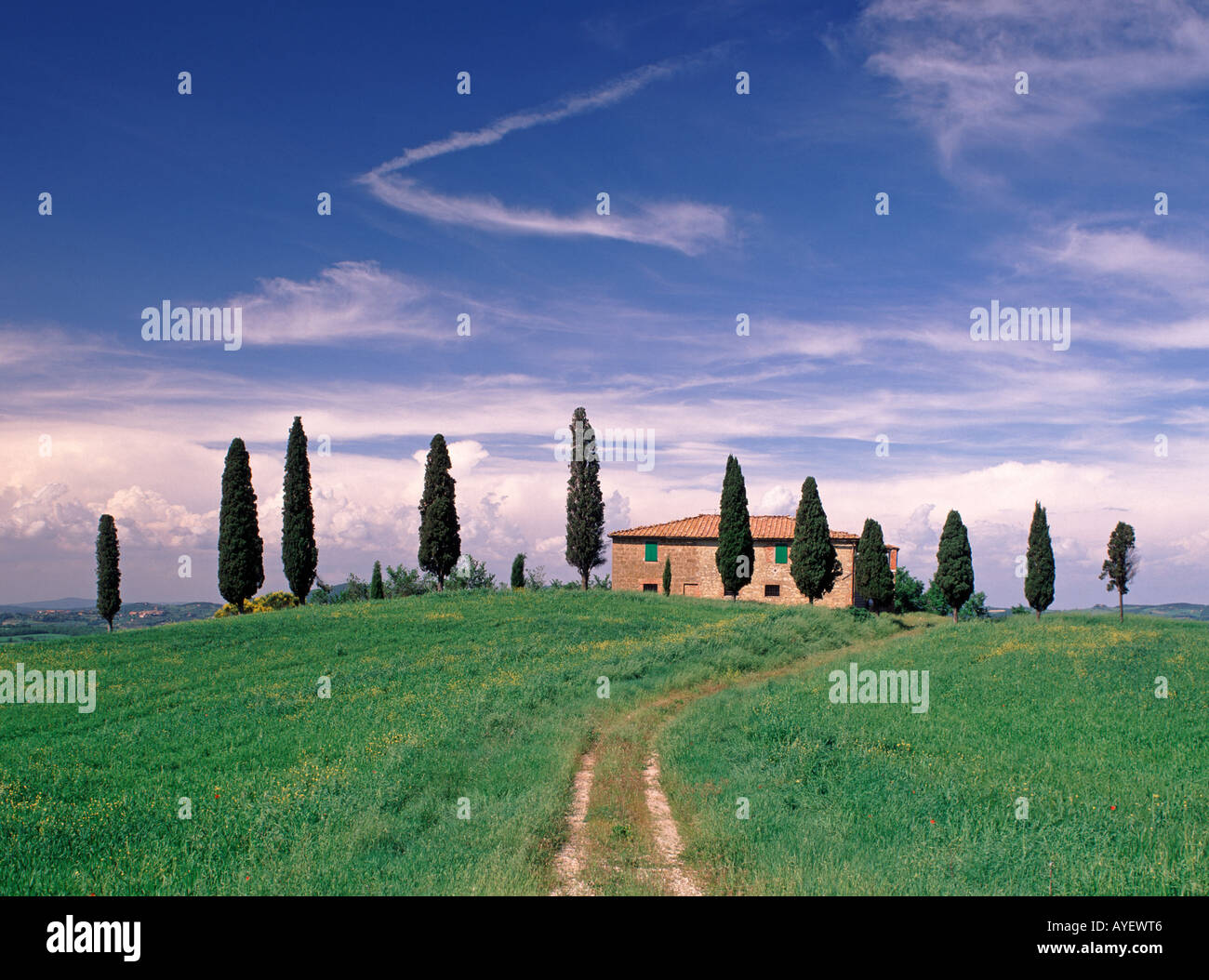Italy tuscany cypress landscape hi-res stock photography and images - Alamy
