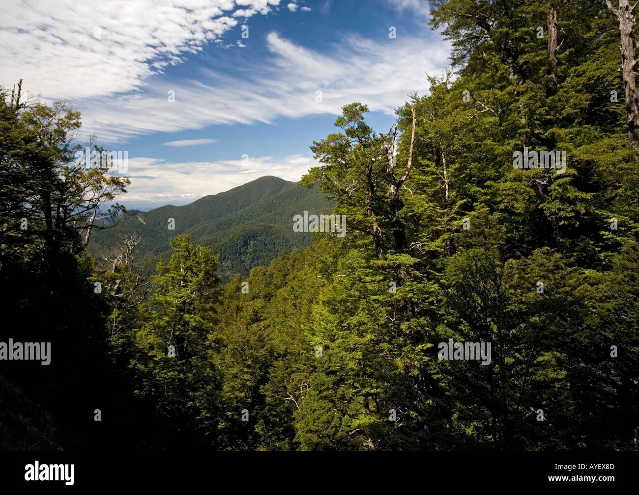 High beeches hi-res stock photography and images - Alamy