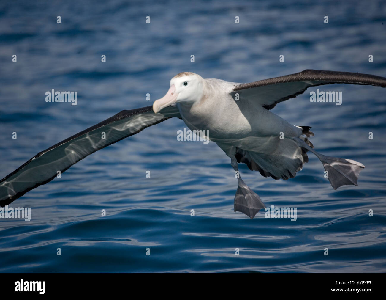 Diomedea exulans bill hi-res stock photography and images - Alamy