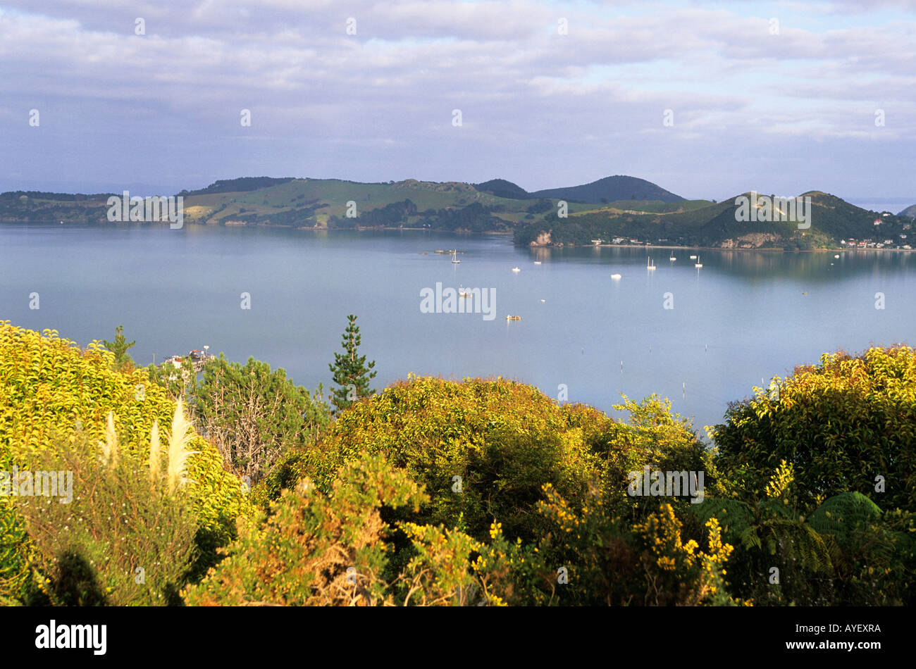 View of Coromandel Harbour from Kauri Block Walk Stock Photo - Alamy
