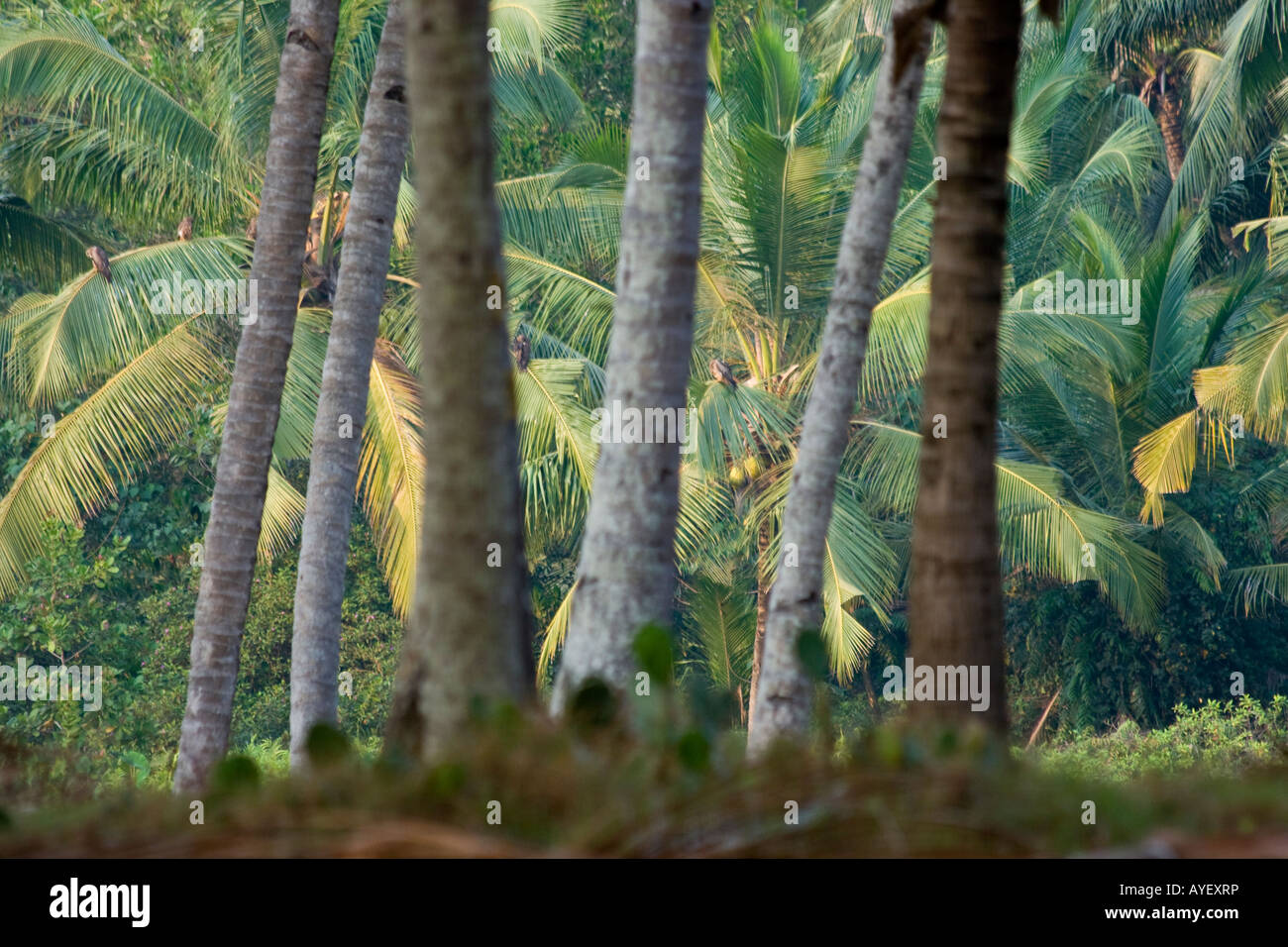 Coconut tree india hi-res stock photography and images - Alamy