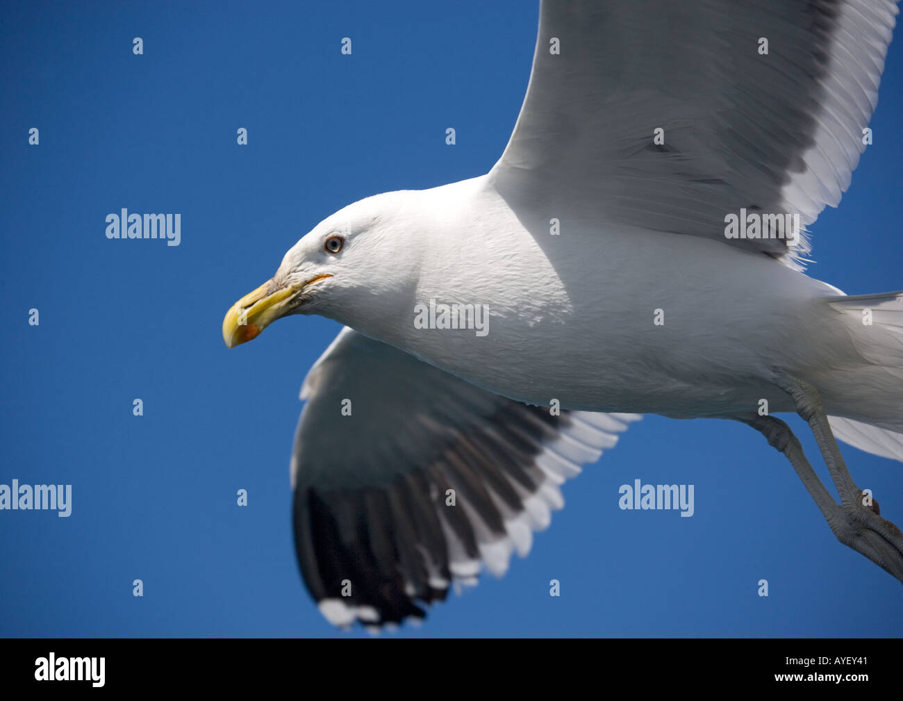 kelp gulls (Larus dominicanus) in flight off Kaikoura, South Island ...
