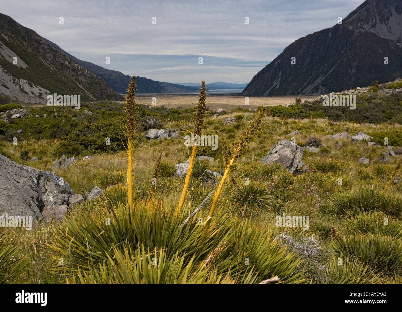 Golden Spaniard ( Aciphylla aurea ) in the Hooker Valley, southern alps ...