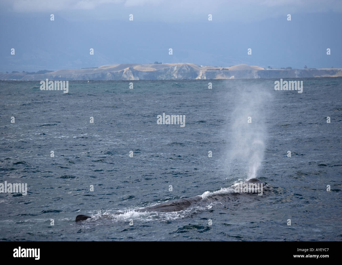 Blubber Oil High Resolution Stock Photography and Images - Alamy