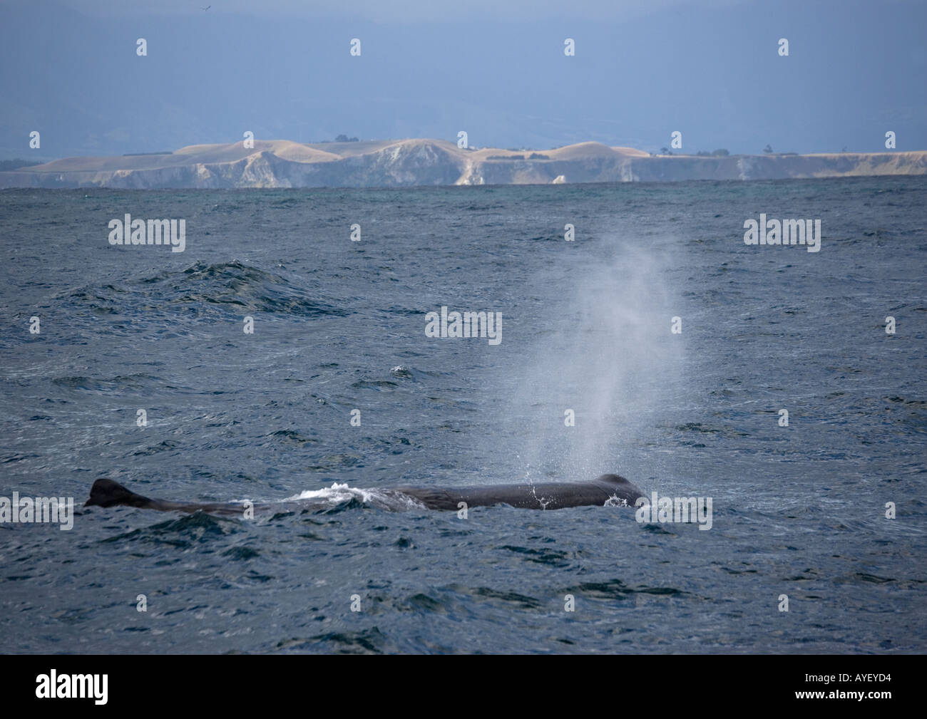 Sperm whale (Physeter macrocephalus )in deep water off South Island New ...
