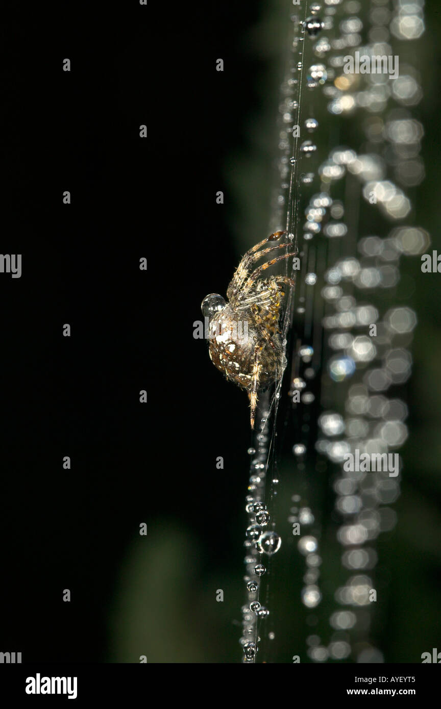 Spider side view hi-res stock photography and images - Alamy