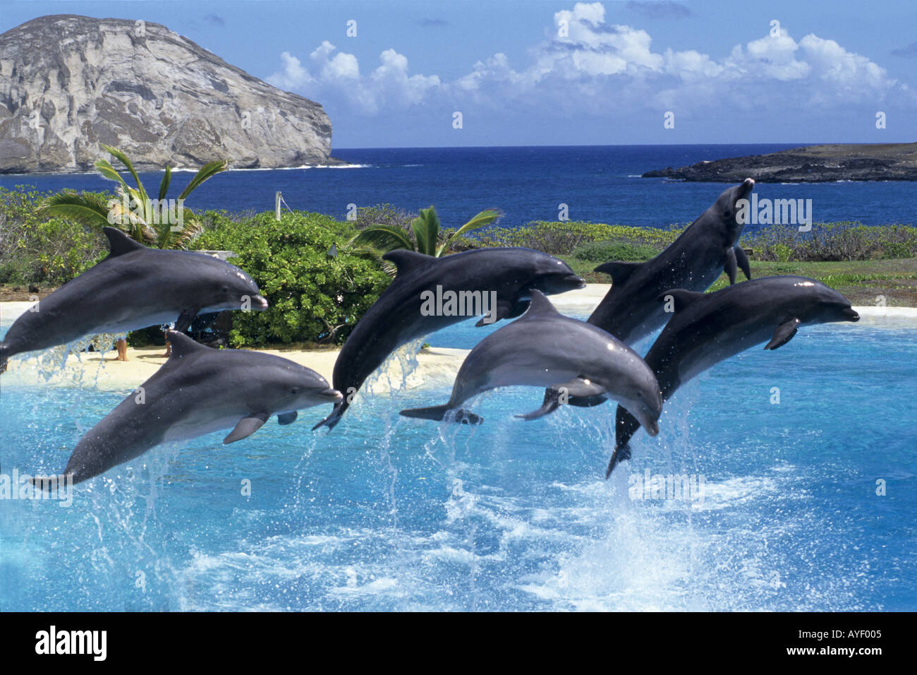 USA Hawaii dolphin show Stock Photo - Alamy