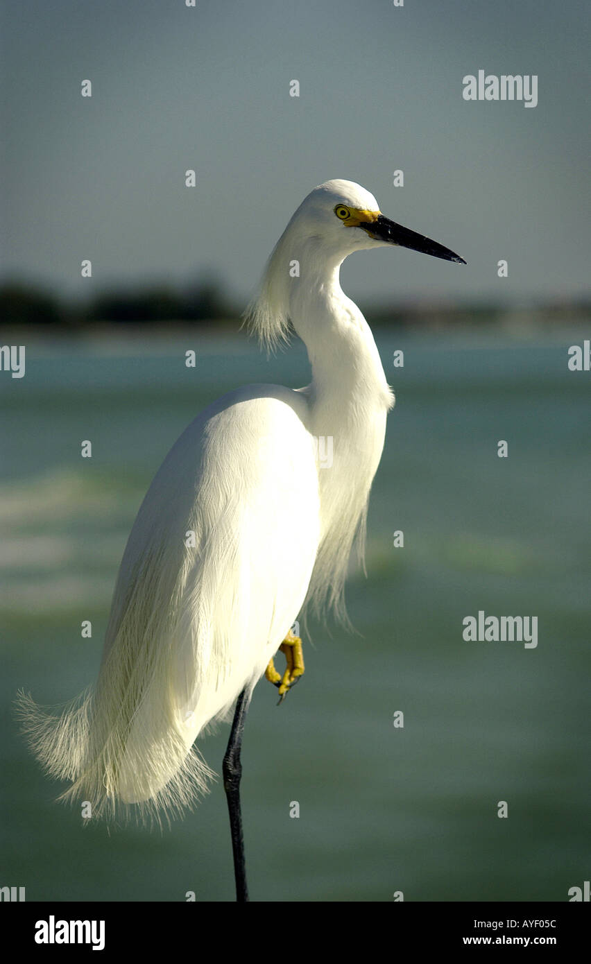 White egret standing on one leg Stock Photo - Alamy