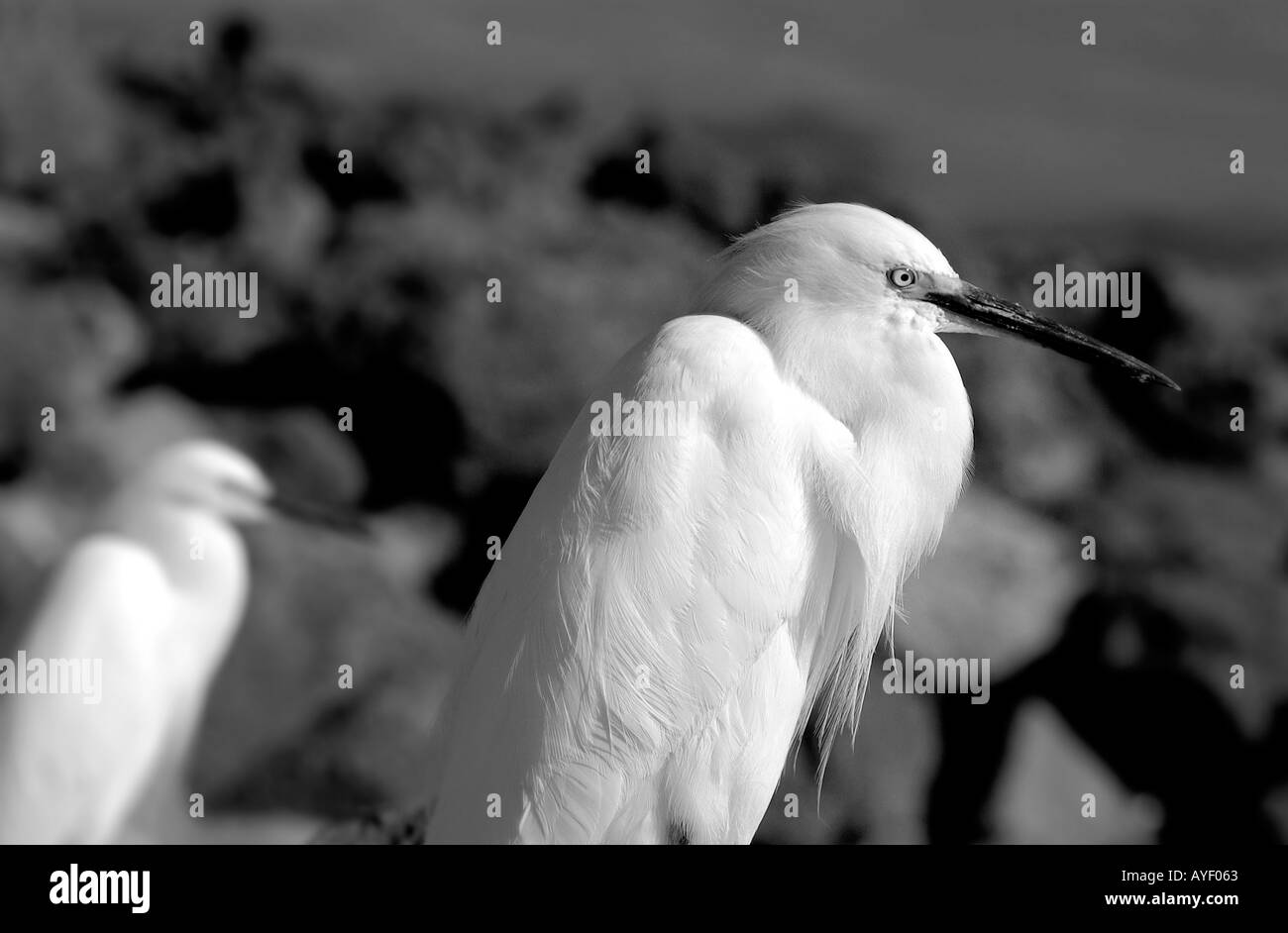 Sitting on beach looking Black and White Stock Photos & Images - Alamy